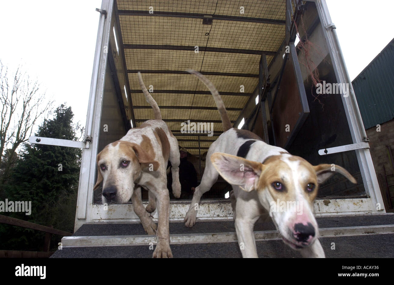 Fox hunting Hounds are released at the hunt UK Stock Photo - Alamy