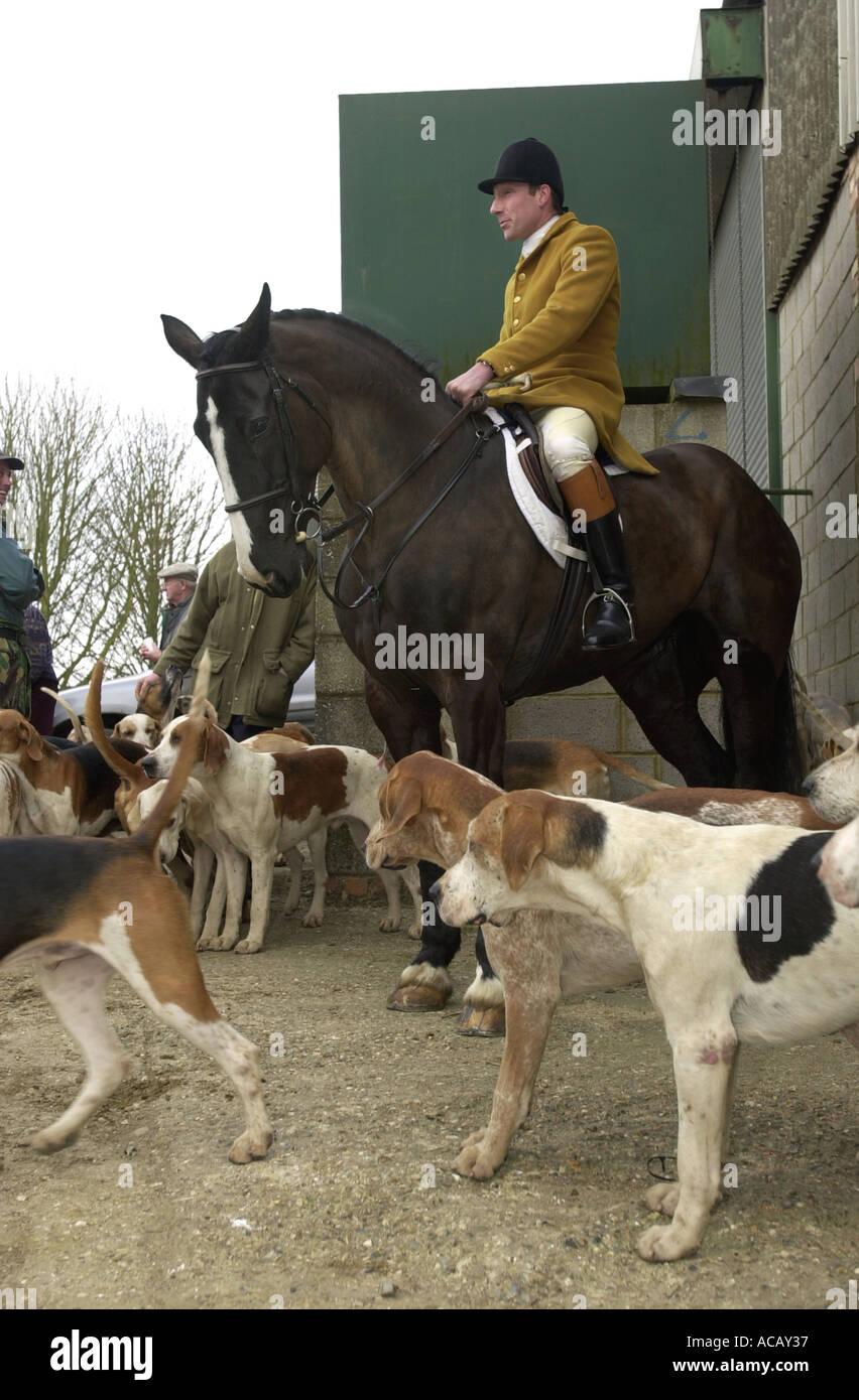 Fox hunting Master prepares to hunt with the hounds UK Stock Photo - Alamy