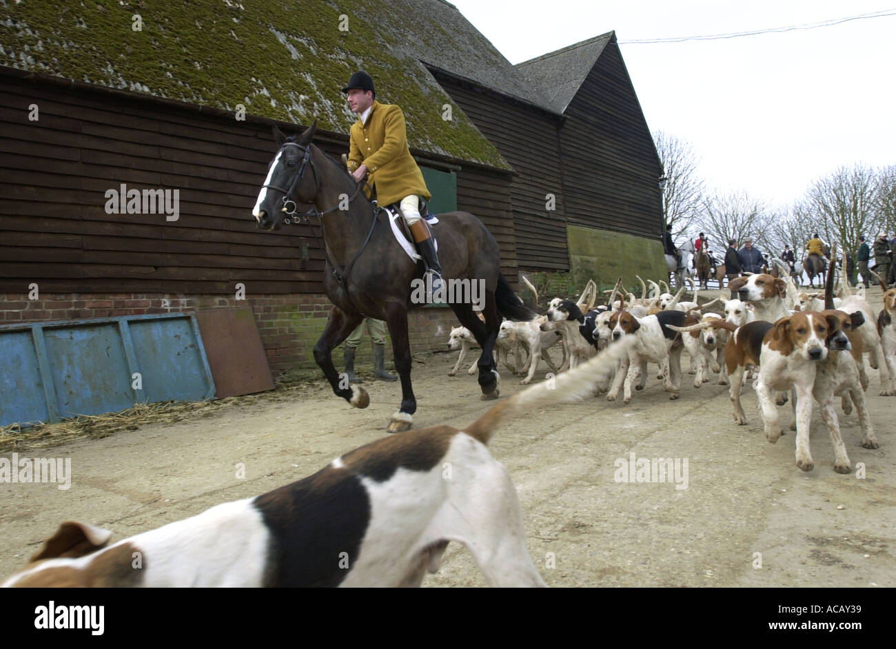 Fox hunting Master sets off with the hounds UK Stock Photo - Alamy