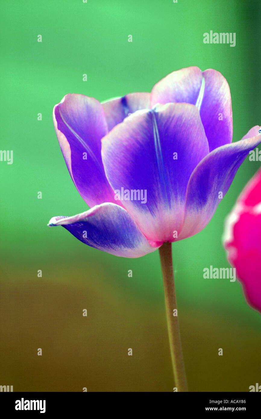Inverted Tulip High Resolution Stock Photography and Images - Alamy