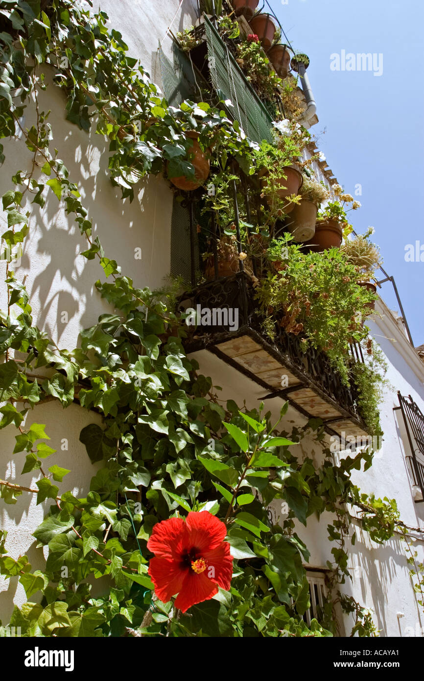 Hibiscus and other plants and flowers adorning outside of house in Old ...