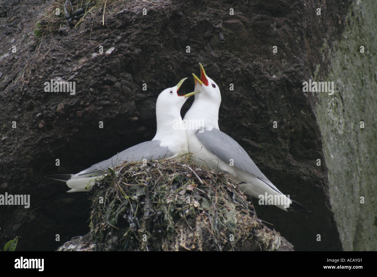 Dunmore East Cliff High Resolution Stock Photography and Images - Alamy