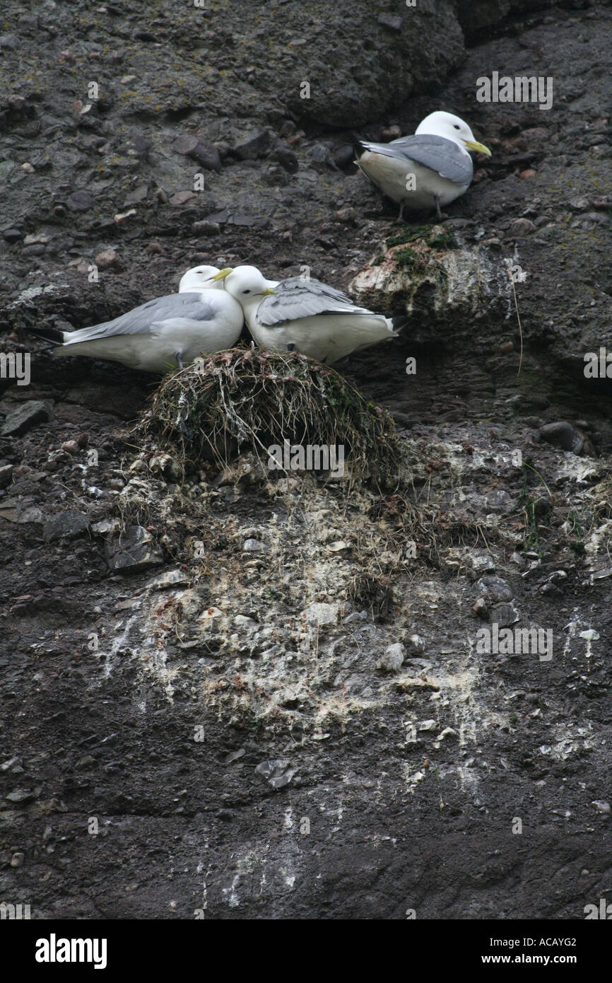 Dunmore east cliff hi-res stock photography and images - Alamy