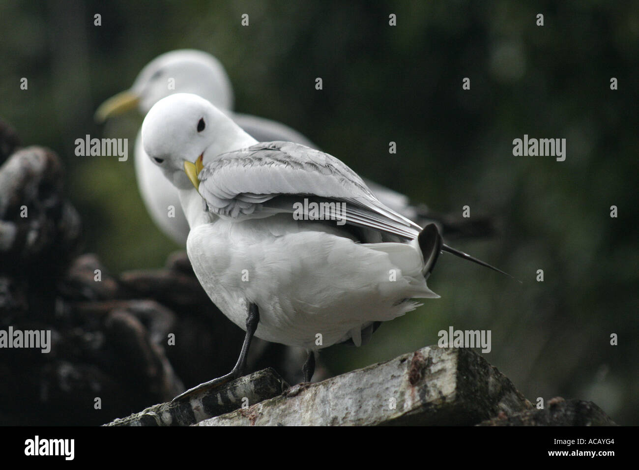 Dunmore East Cliff High Resolution Stock Photography and Images - Alamy