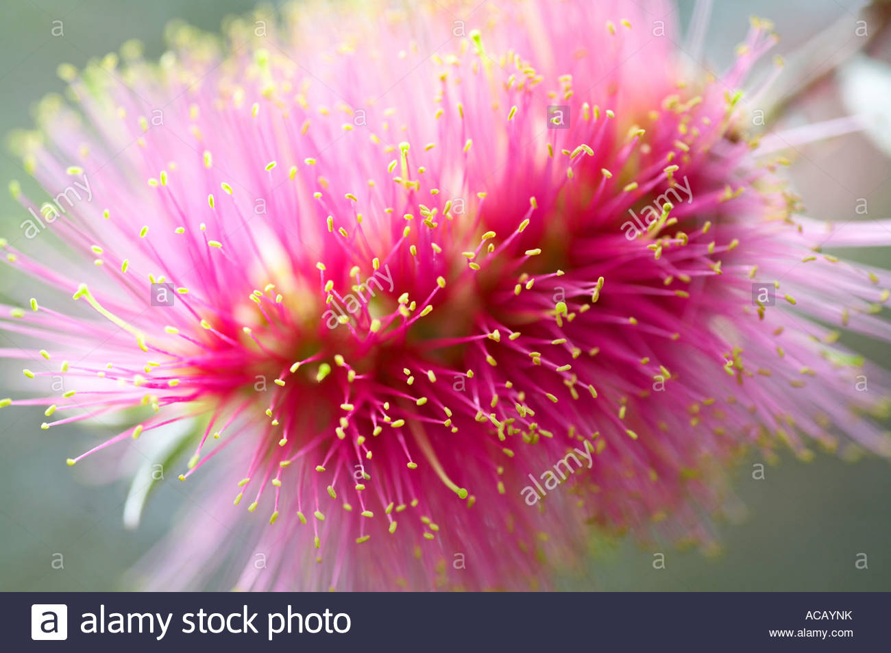 Callistemon citrinus Reeve's Pink Stock Photo - Alamy