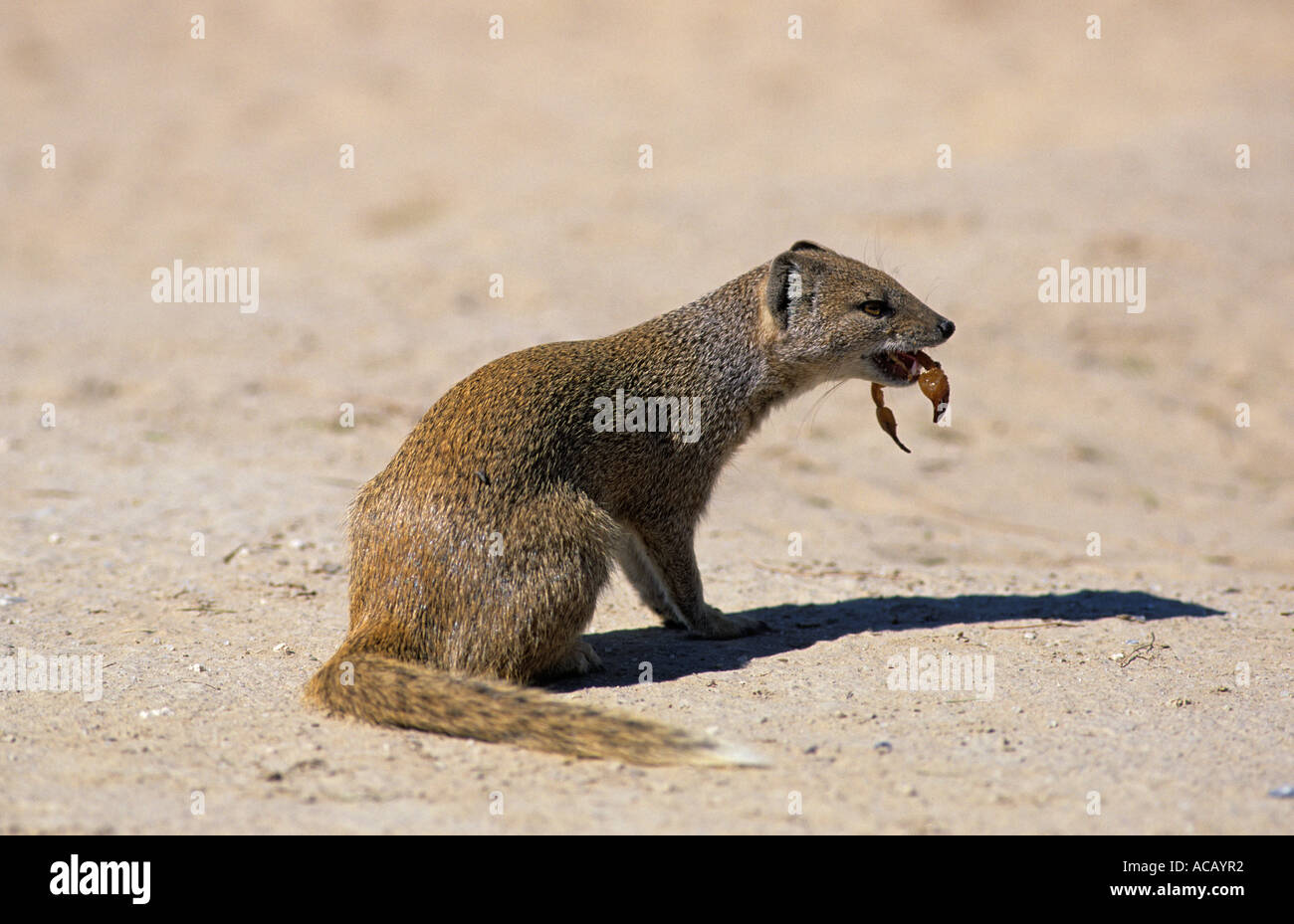 Yellow mongoose Cynictis penicillata eating scorpion Kgalagadi ...