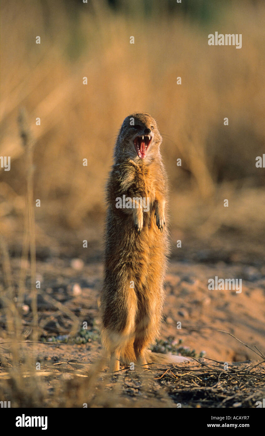 Yellow mongoose Cynictis penicillata yawning Kgalagadi Transfrontier ...