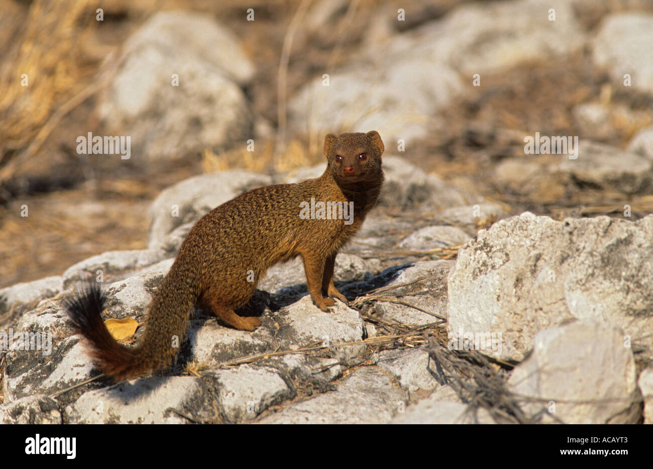 Herpestes sanguineus hi-res stock photography and images - Alamy