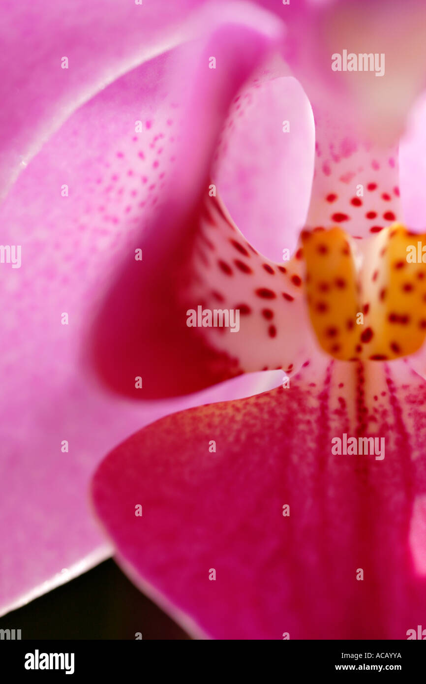 Macro of an orchid flower Stock Photo - Alamy