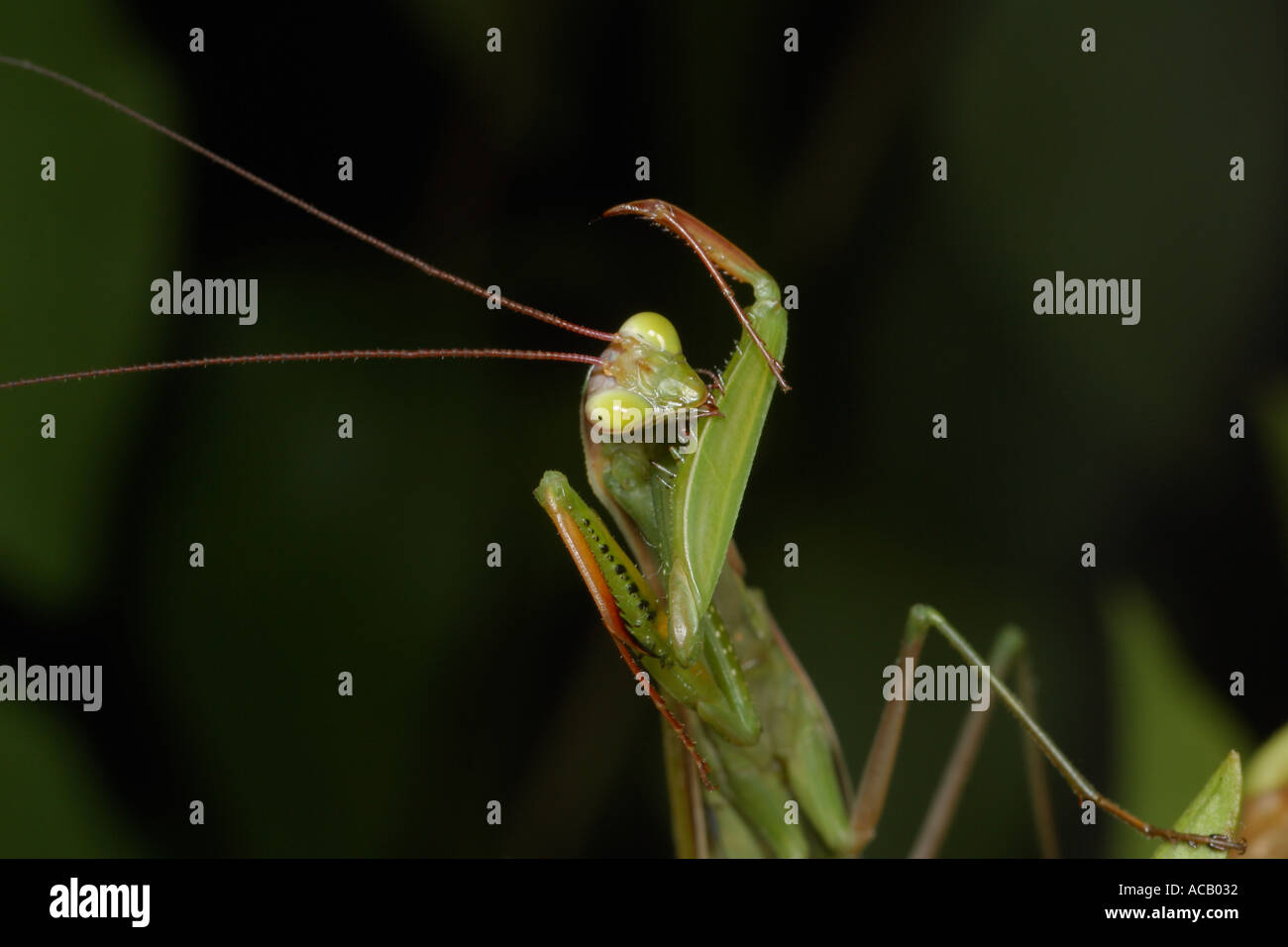 Preying mantis france hi-res stock photography and images - Alamy