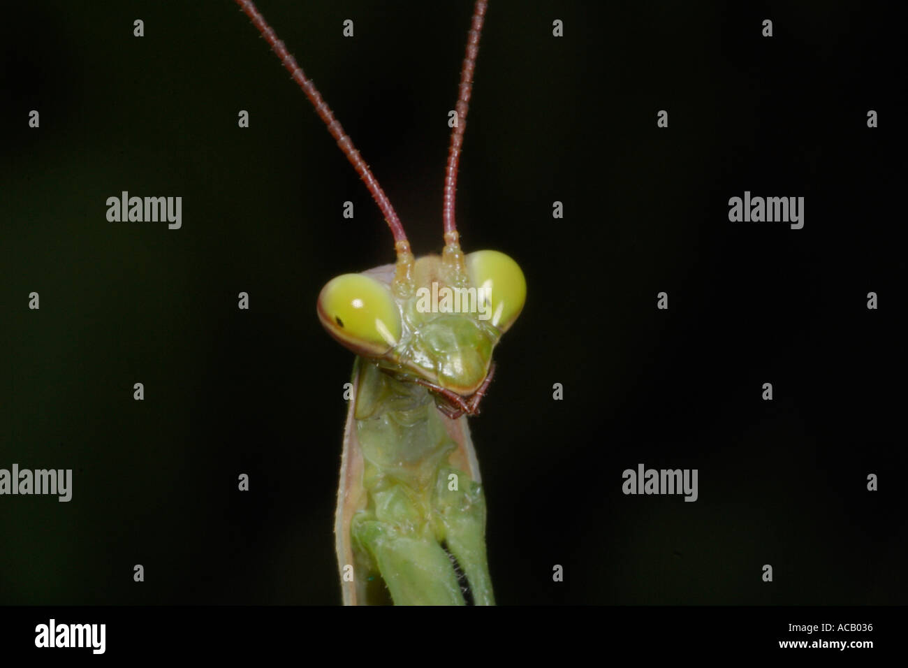 Preying mantis france hi-res stock photography and images - Alamy