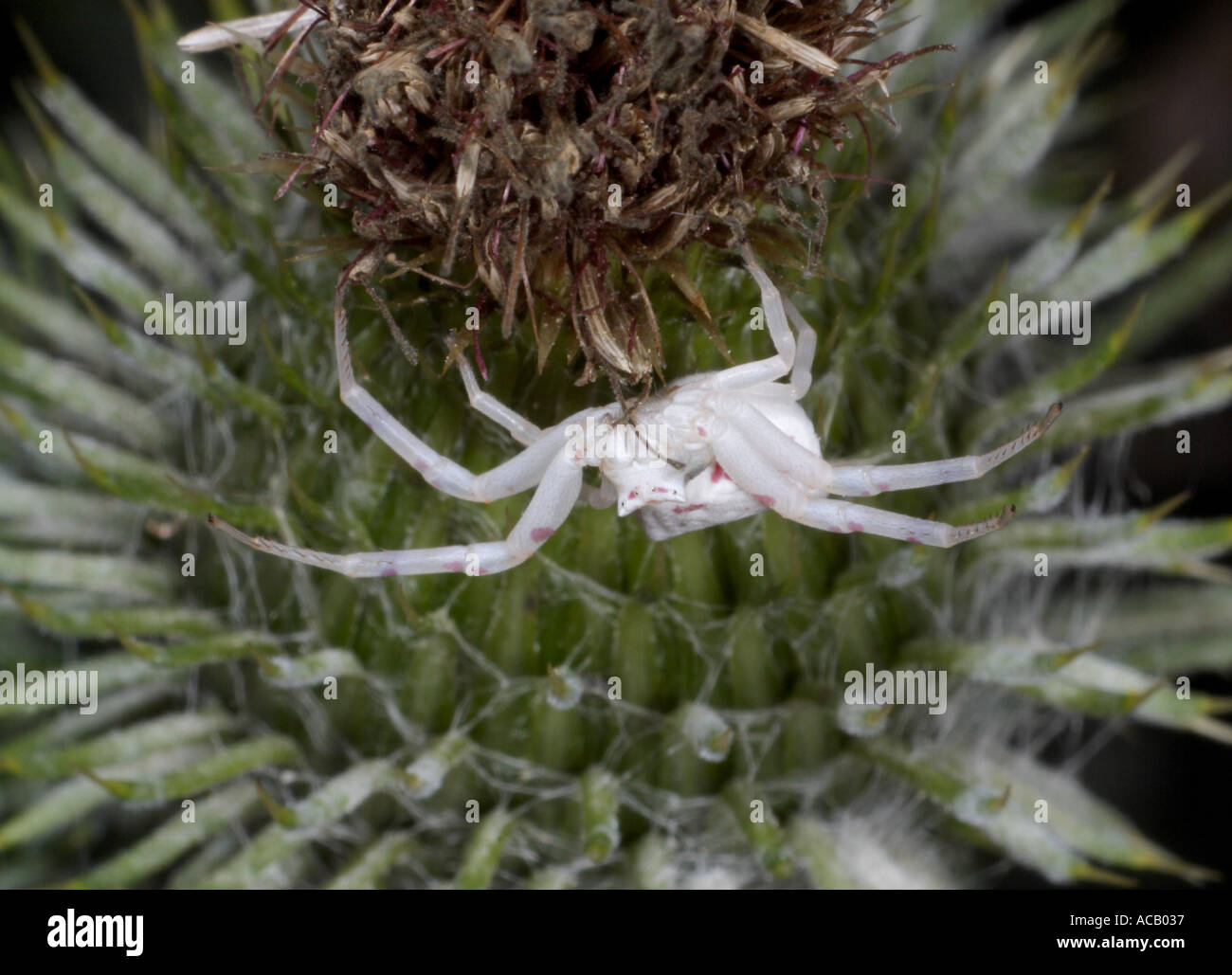 A Crab Spider waiting to ambush its prey on a thistle flower. France ...