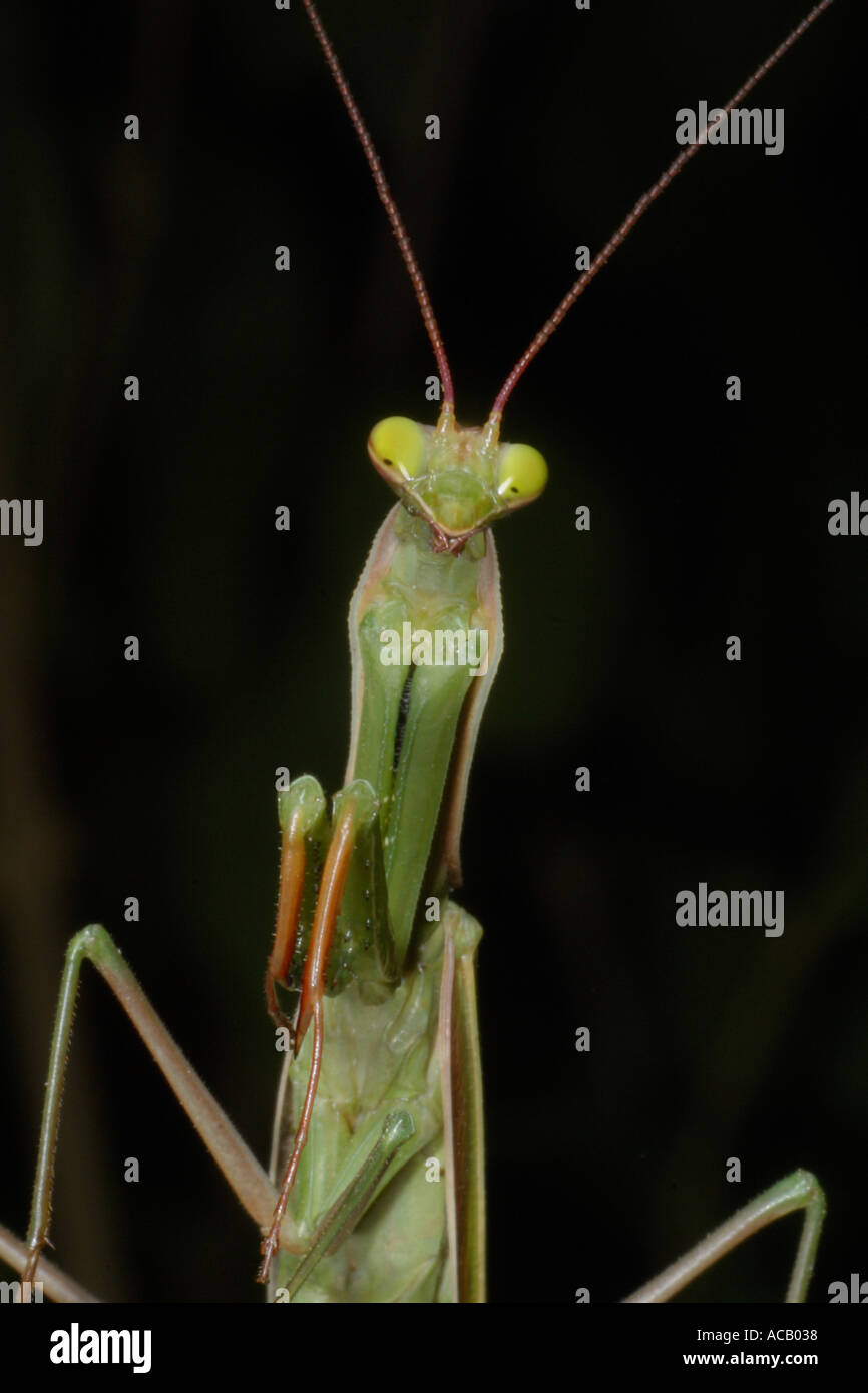 Predatory insect france hi-res stock photography and images - Alamy