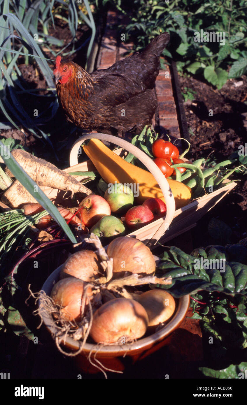 Mixed vegetables in wooden basket with Black Rock hen in background ...