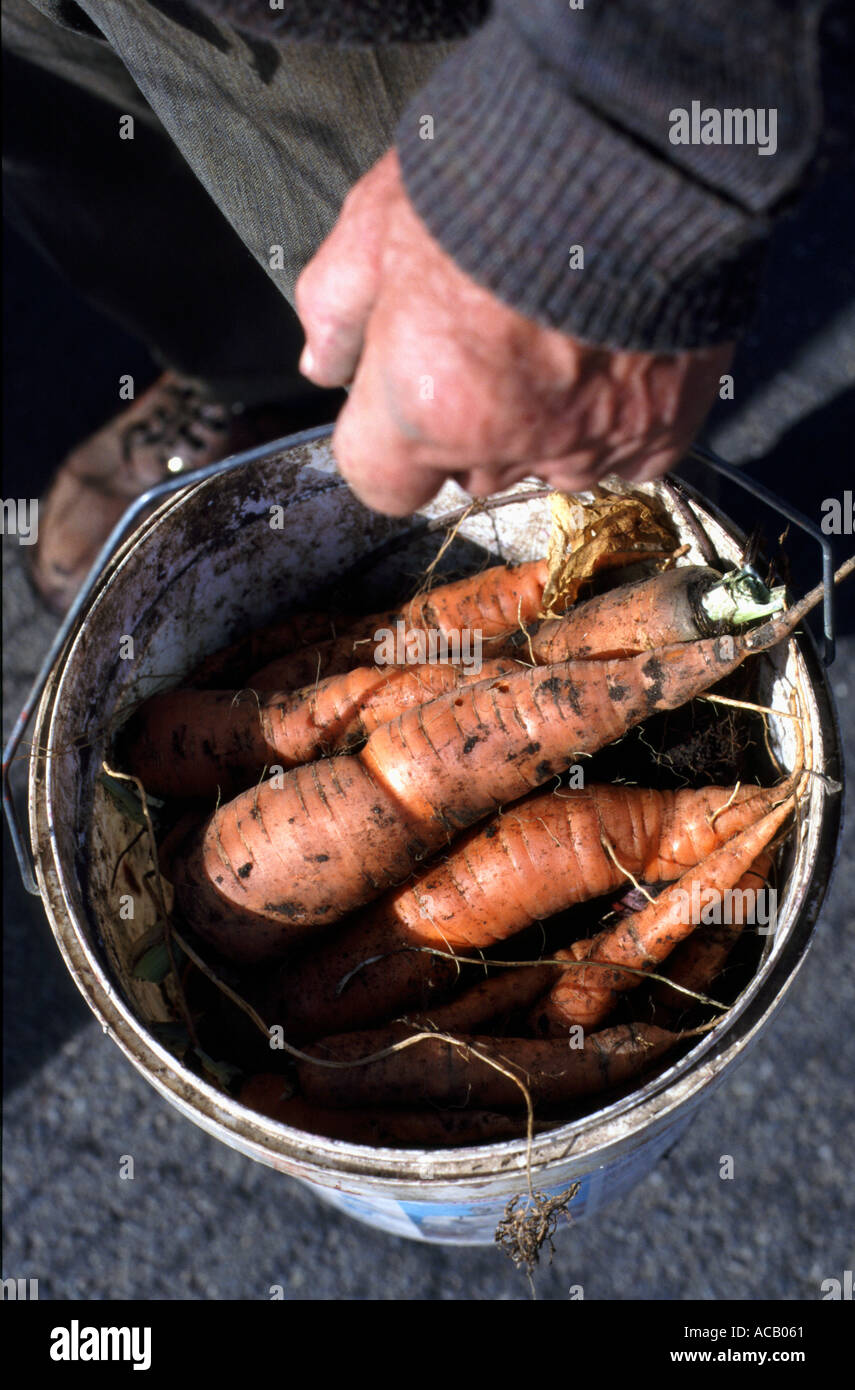 Carrots in bucket hi-res stock photography and images - Alamy