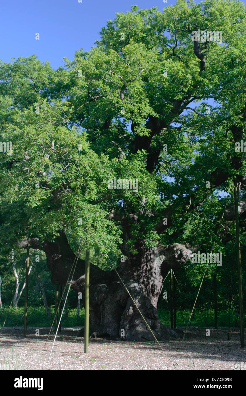 Major oak sherwood hi-res stock photography and images - Alamy