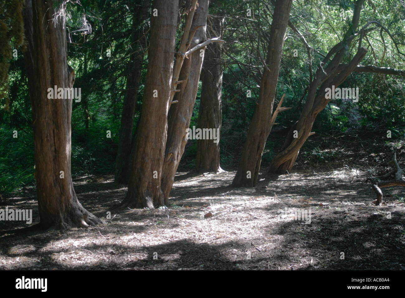 Sherwood Forest, Nottinghamshire Stock Photo - Alamy