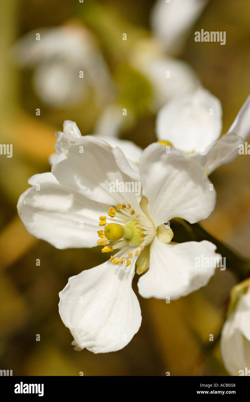 Poncirus trifoliata flower Stock Photo - Alamy