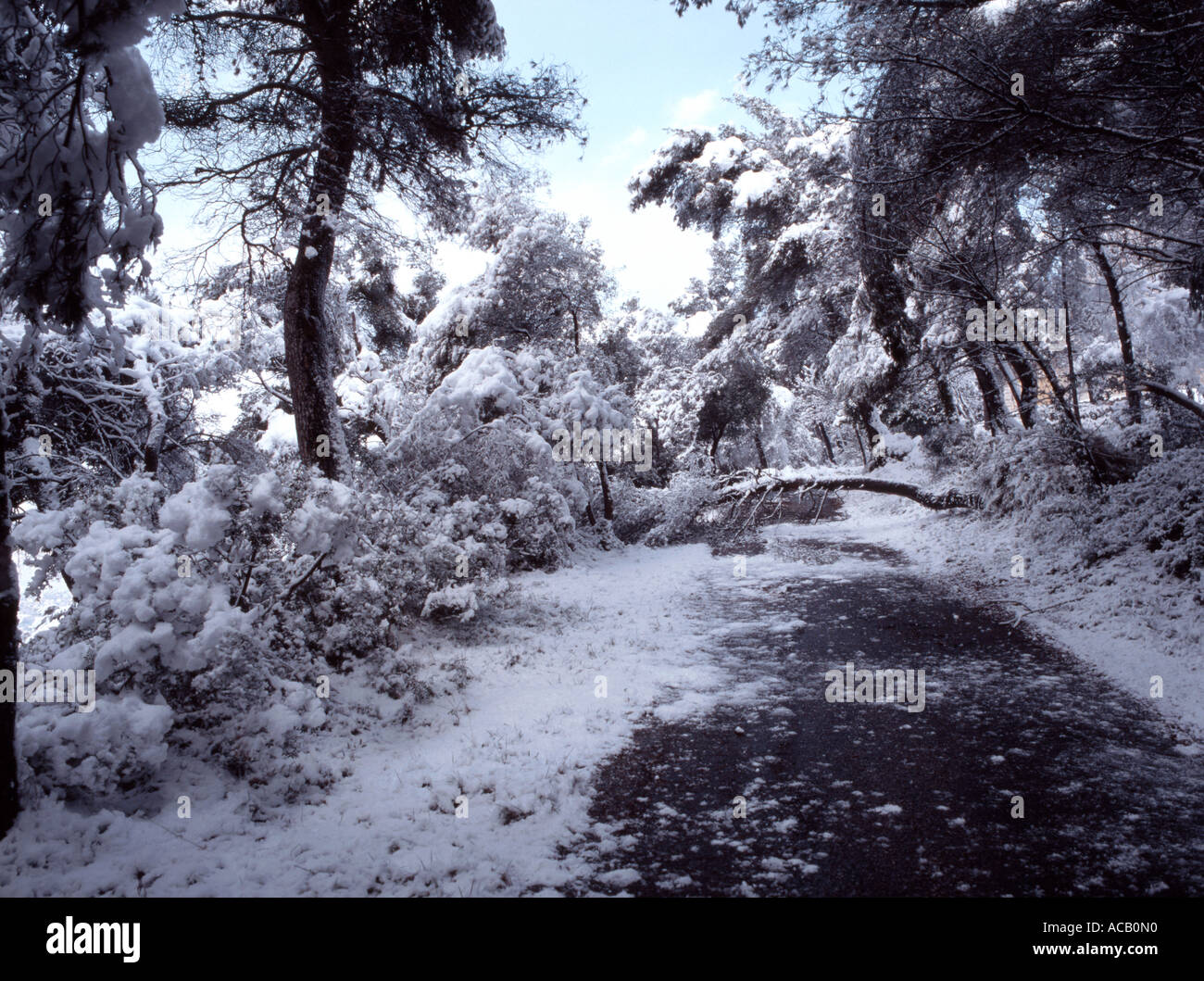 Road blocked by snow and broken tree Nice France Stock Photo - Alamy