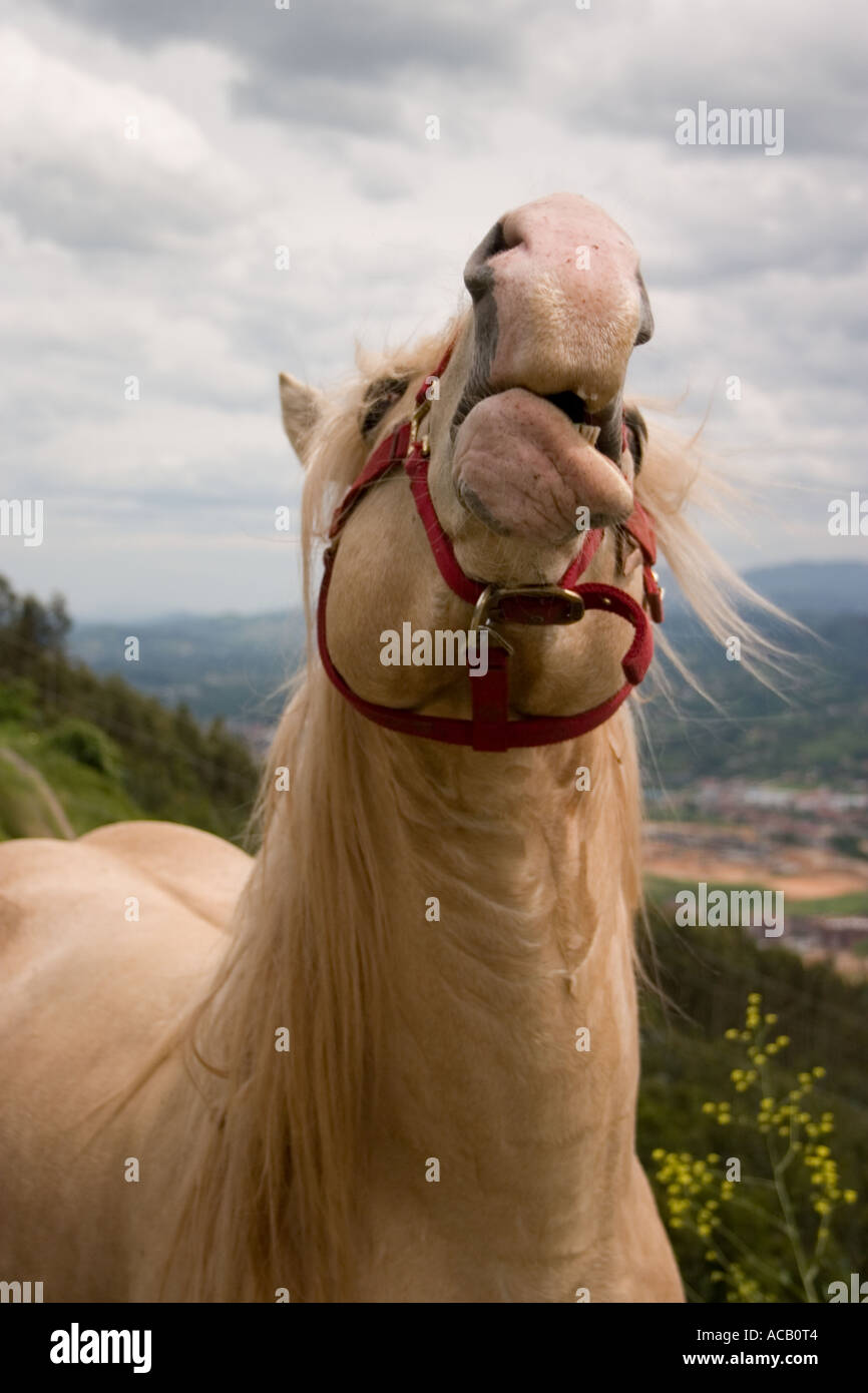 The talking horse. Straight from the horses mouth Stock Photo - Alamy
