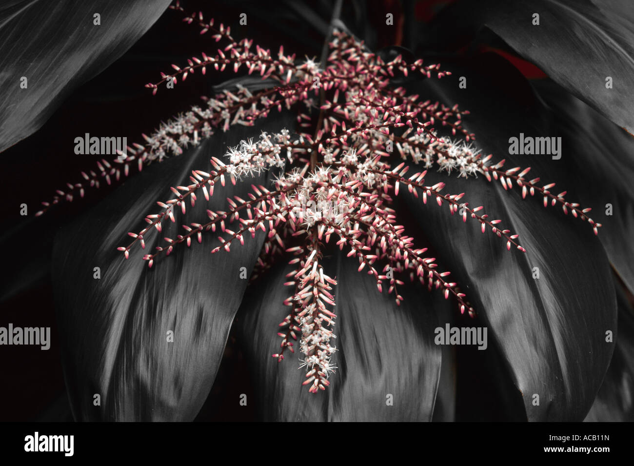 Ti Plant Hawaii Stock Photo - Alamy