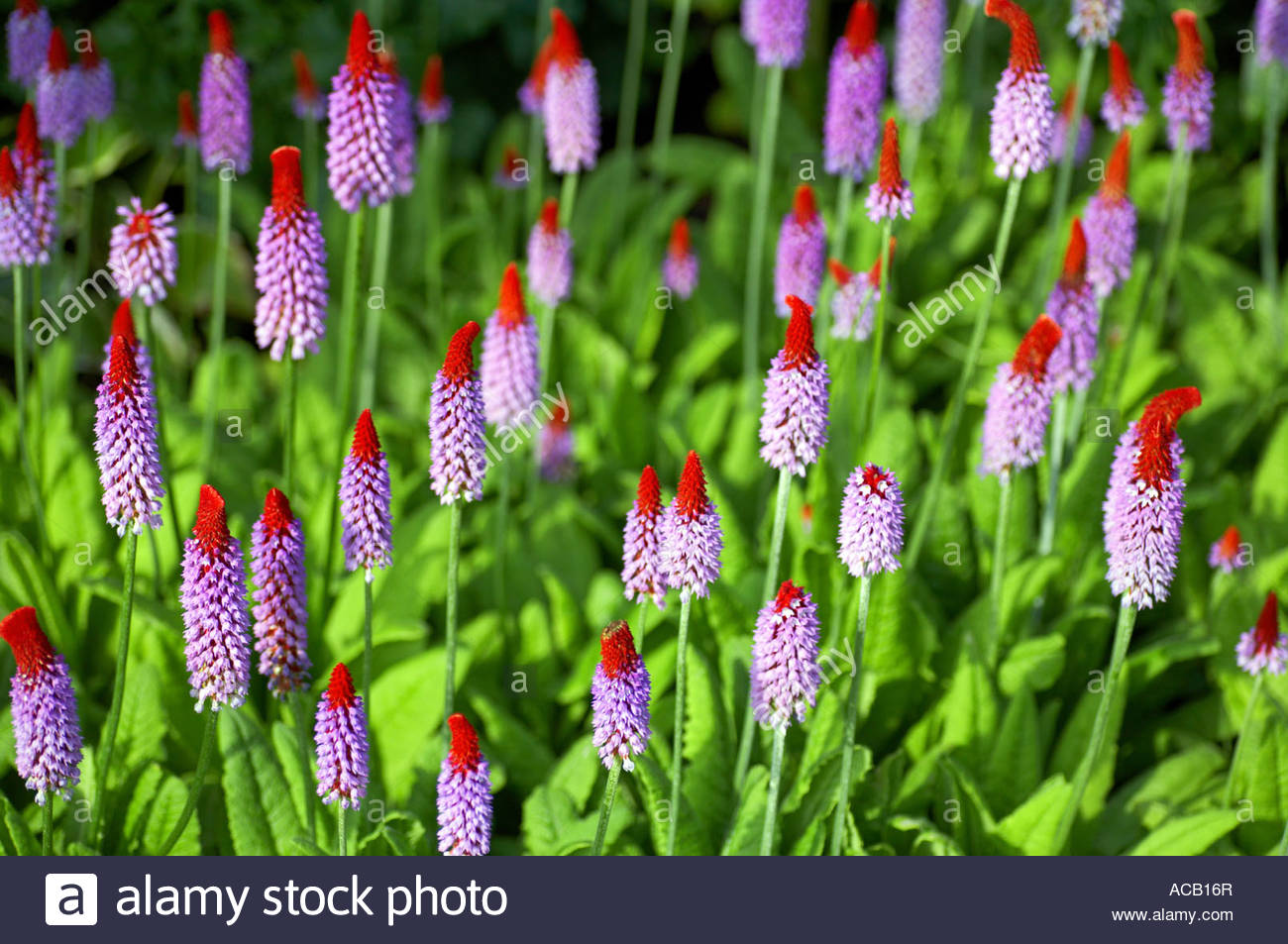 Flowering orchid primrose primula vialii hi-res stock photography and ...