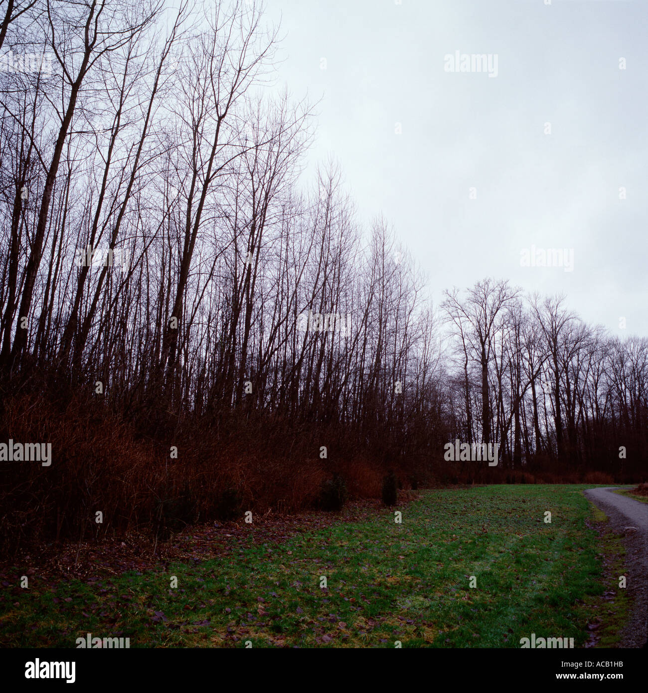 Empty park, lawn and path at edge of forest before the frost Stock ...