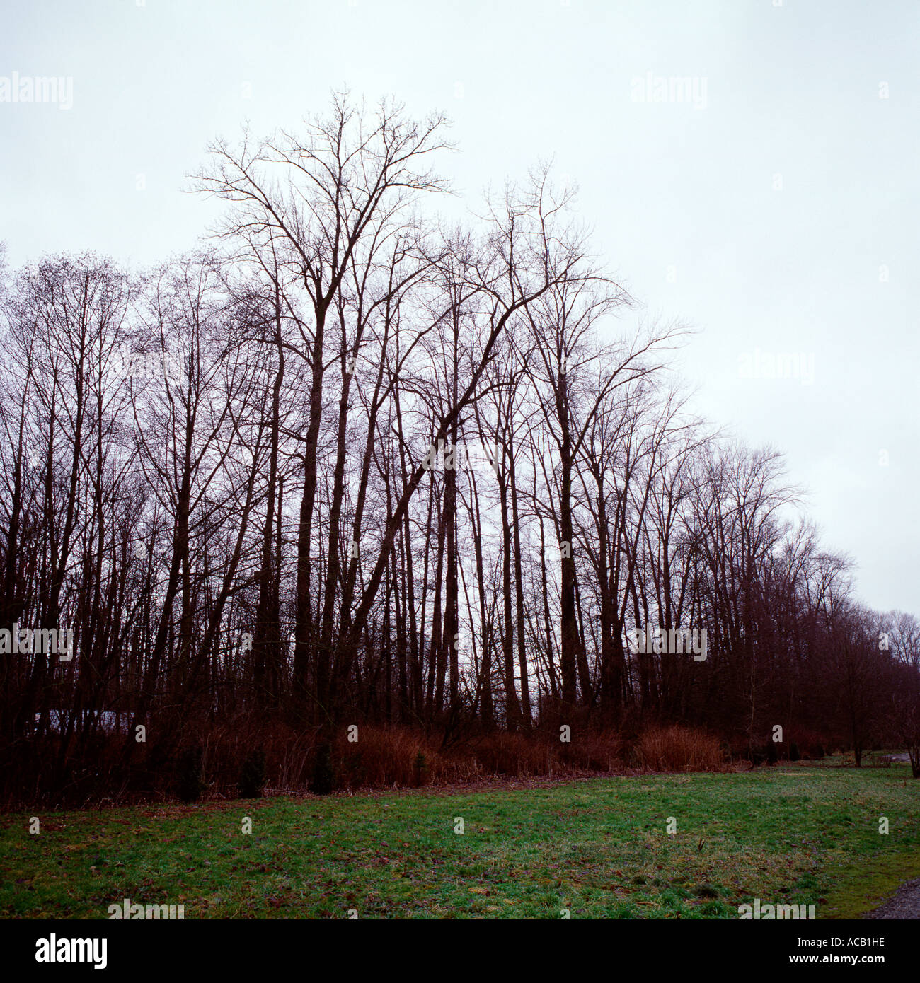 Empty, isolated field and woods in fall before the frost, Colony Farm ...
