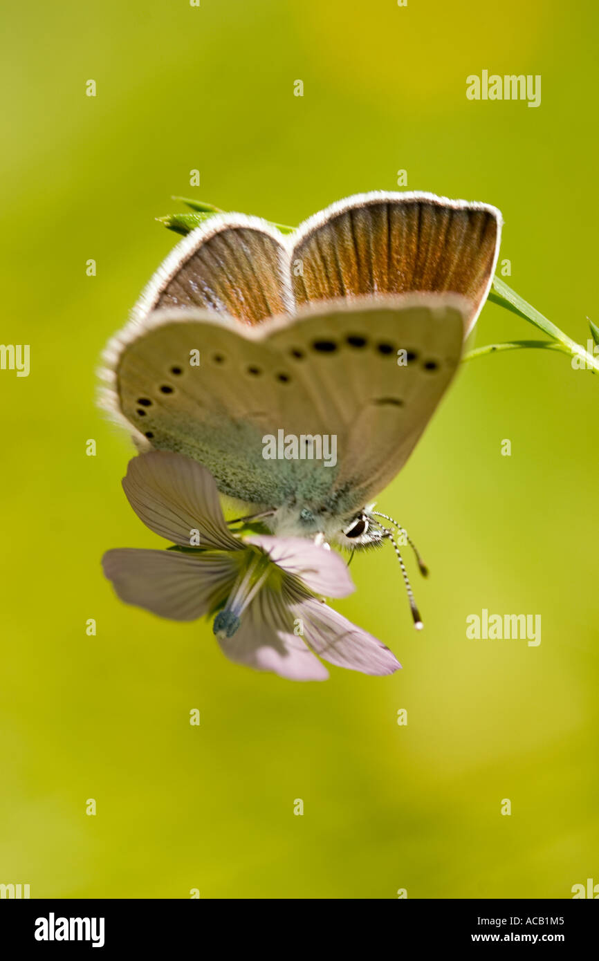Green underside blue Stock Photo - Alamy