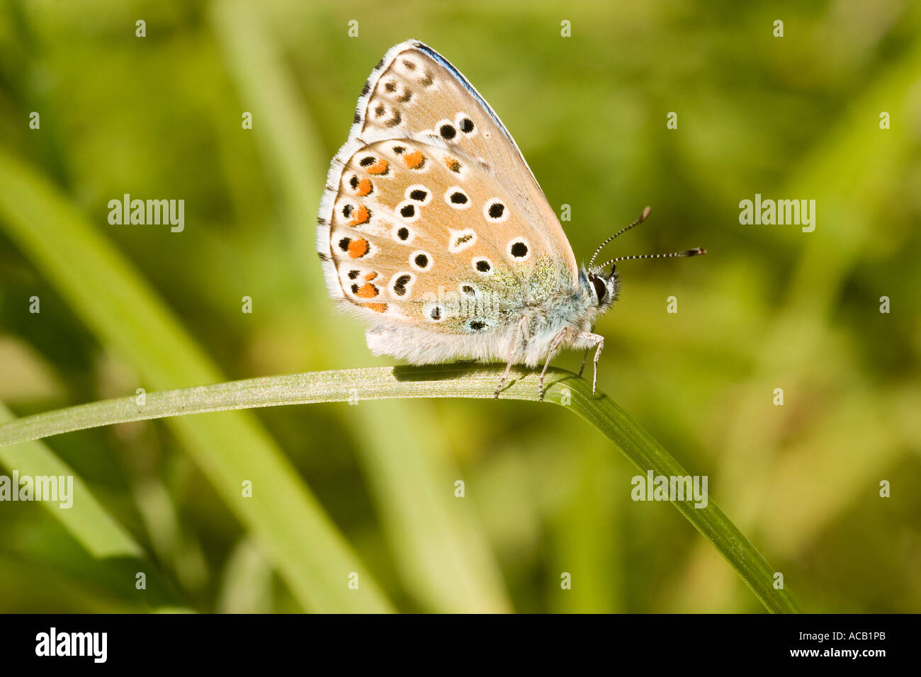 The Adonis blue Stock Photo - Alamy