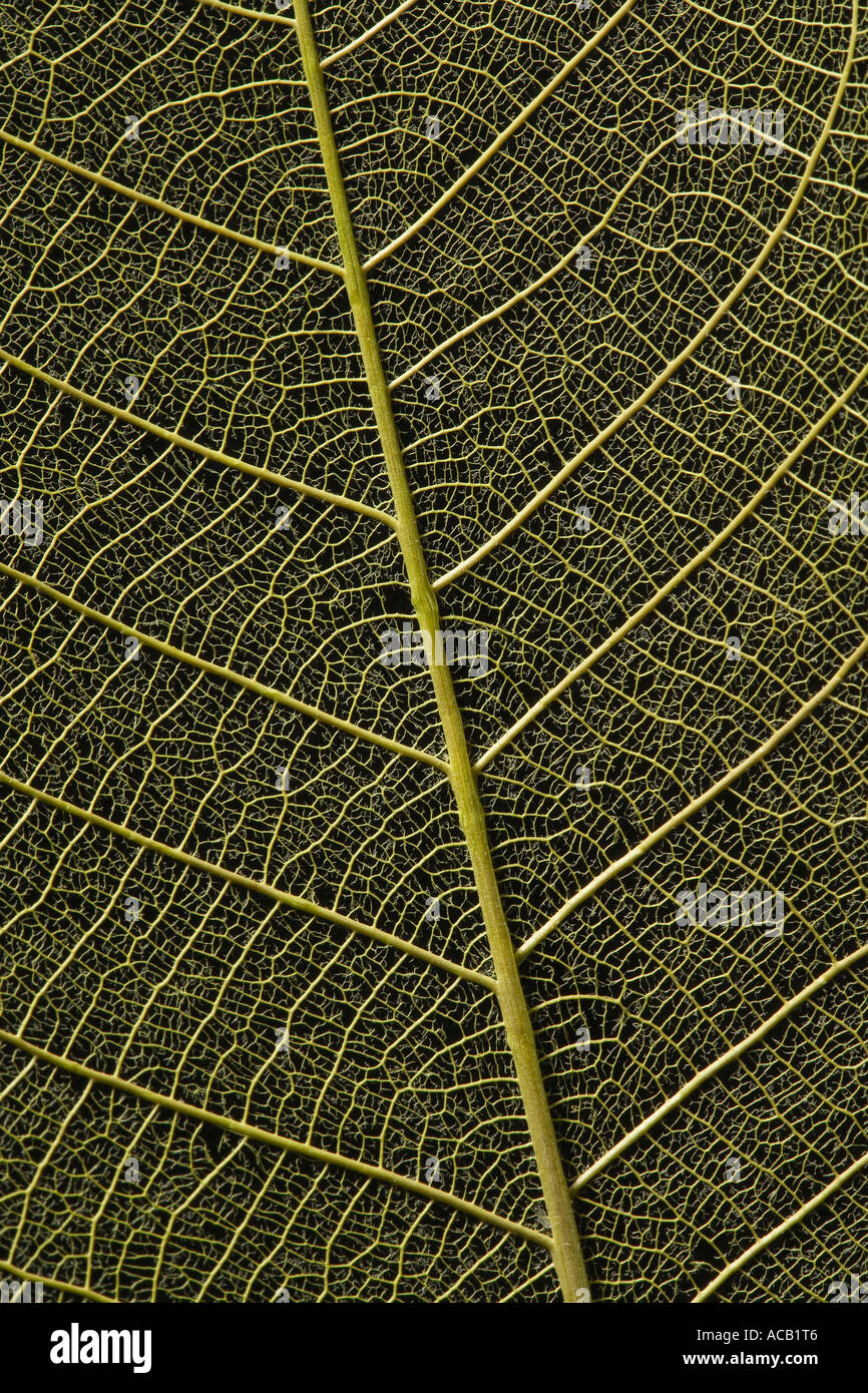 Close up of leaf structure from below Stock Photo - Alamy