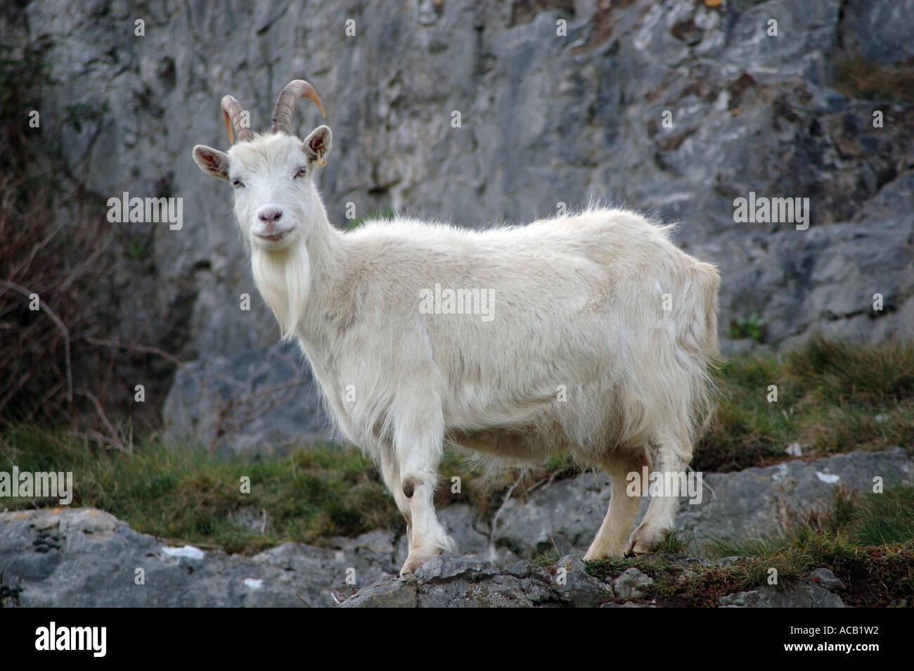 Great orme goat hi-res stock photography and images - Alamy