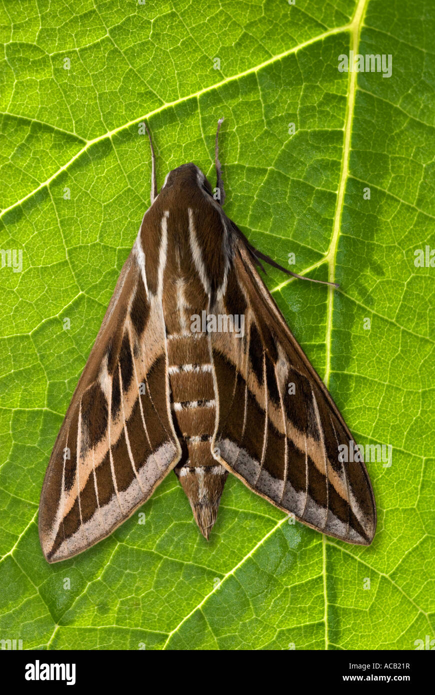 Striped hawkmoth hi-res stock photography and images - Alamy