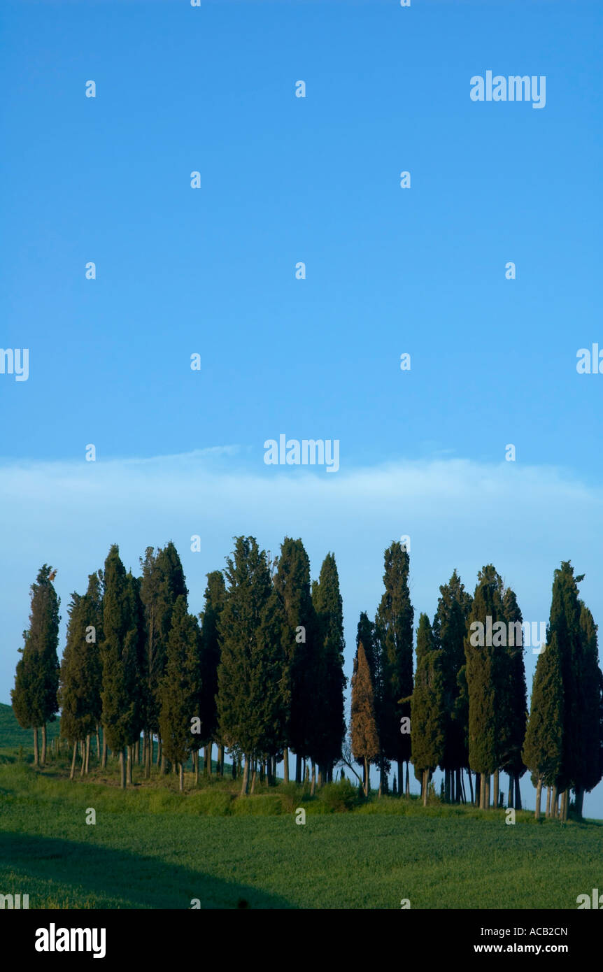 Pine trees on ridge in the Tuscany region of Italy Stock Photo - Alamy