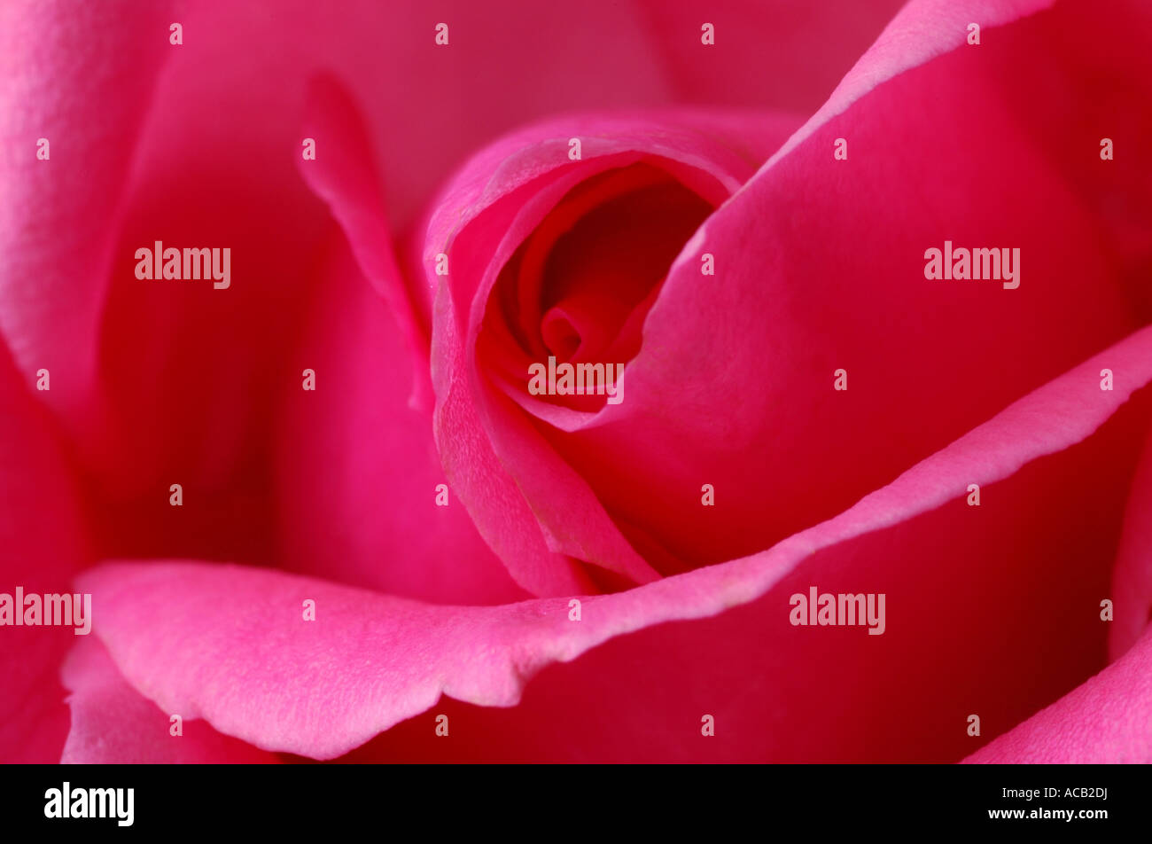 detail of a pink rose Stock Photo - Alamy