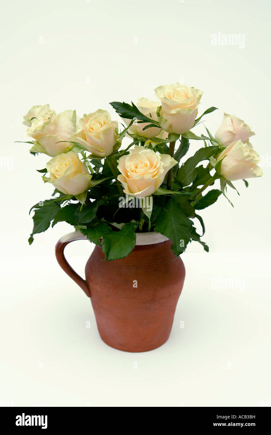 Cream roses on a white background Stock Photo - Alamy
