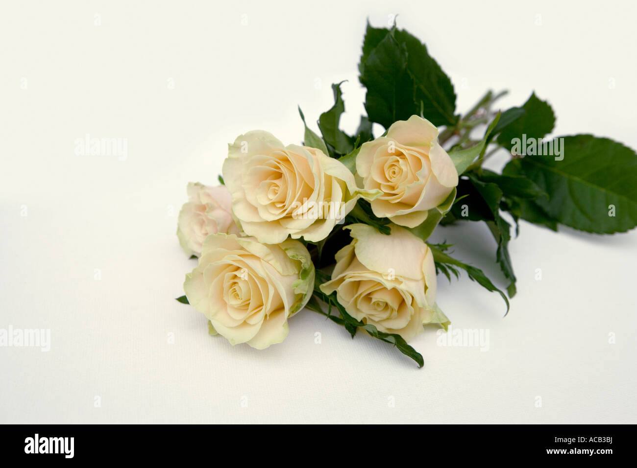 Cream roses on a white background Stock Photo - Alamy