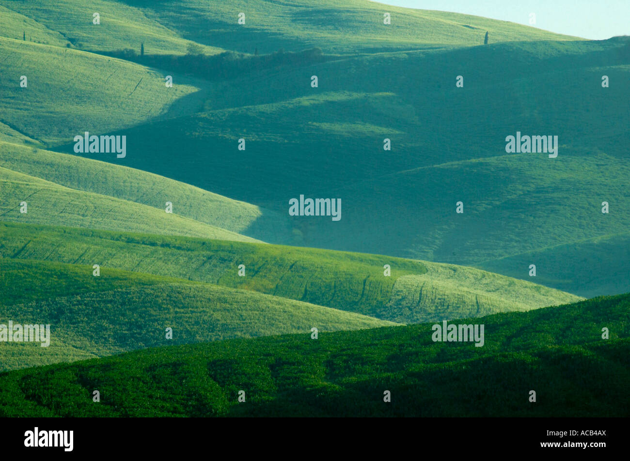 Rolling fields of wheat, green in the spring time Stock Photo - Alamy