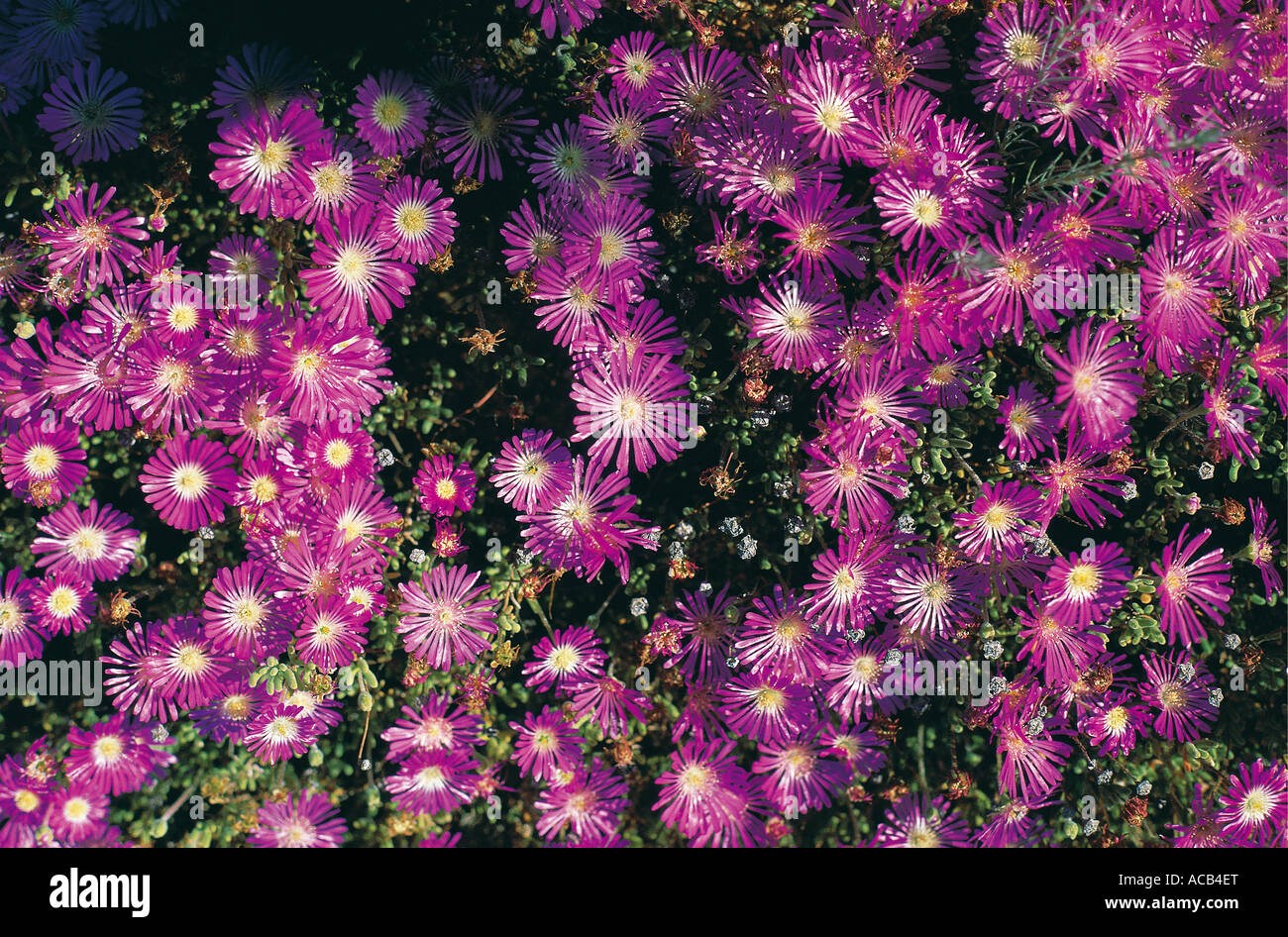 South Africa Spring flowers Mesembryantemaceae drosanthemum hisidum ...