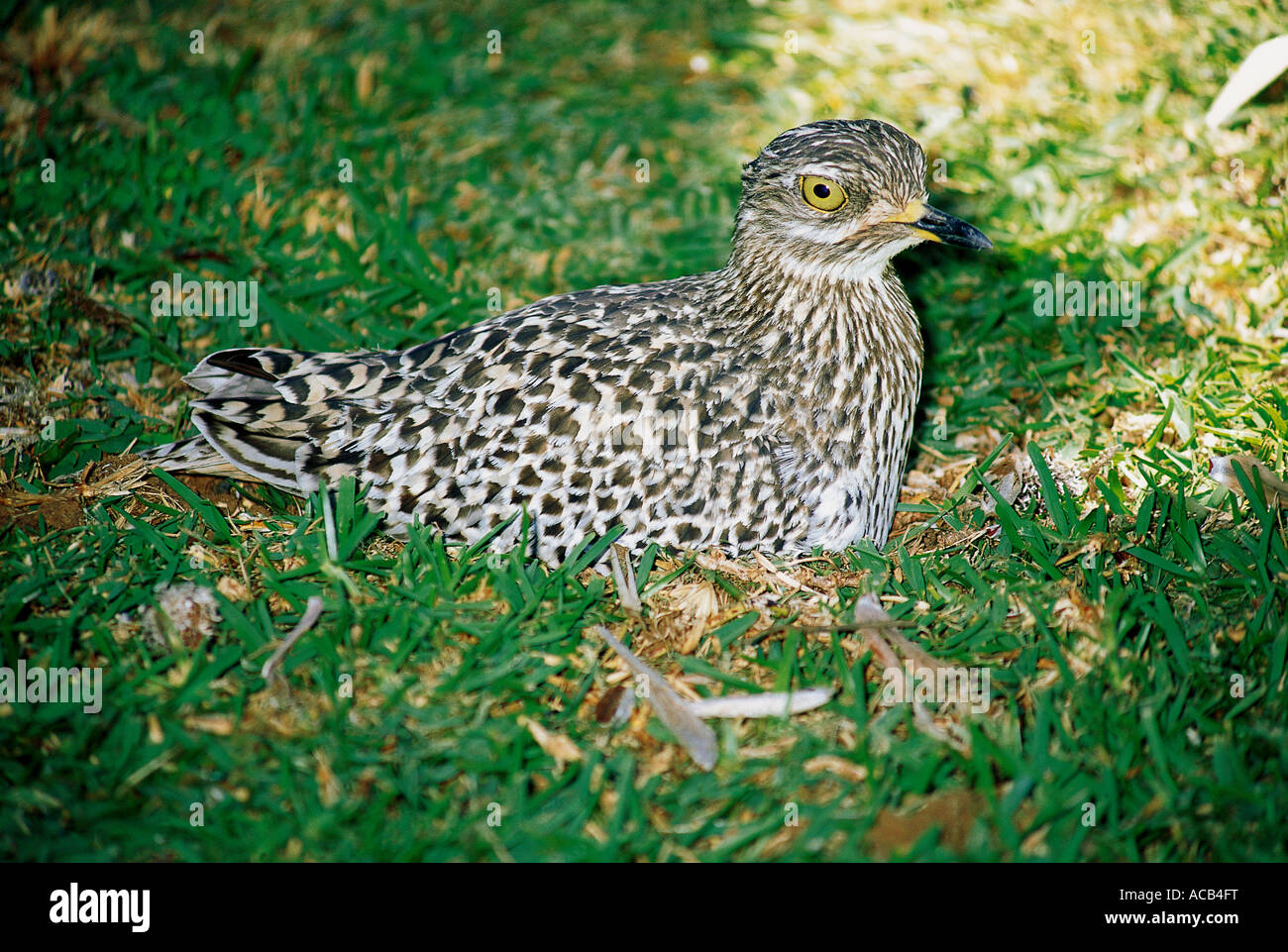 Spotted Dikkop Burhinus capensis nesting in Kirstenbosch Botanical ...
