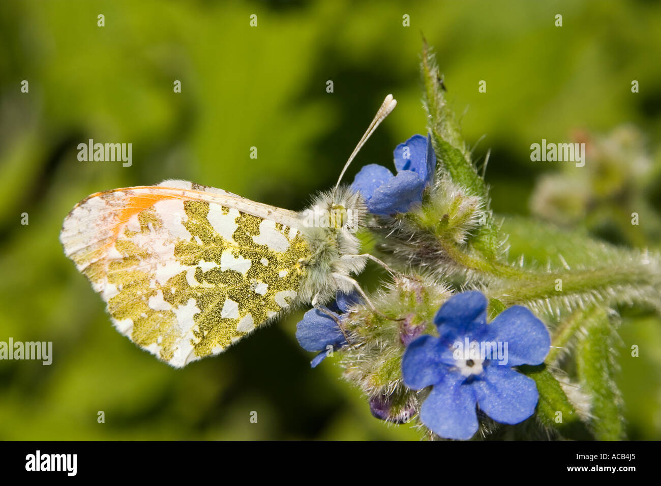 Orange tip male Stock Photo - Alamy