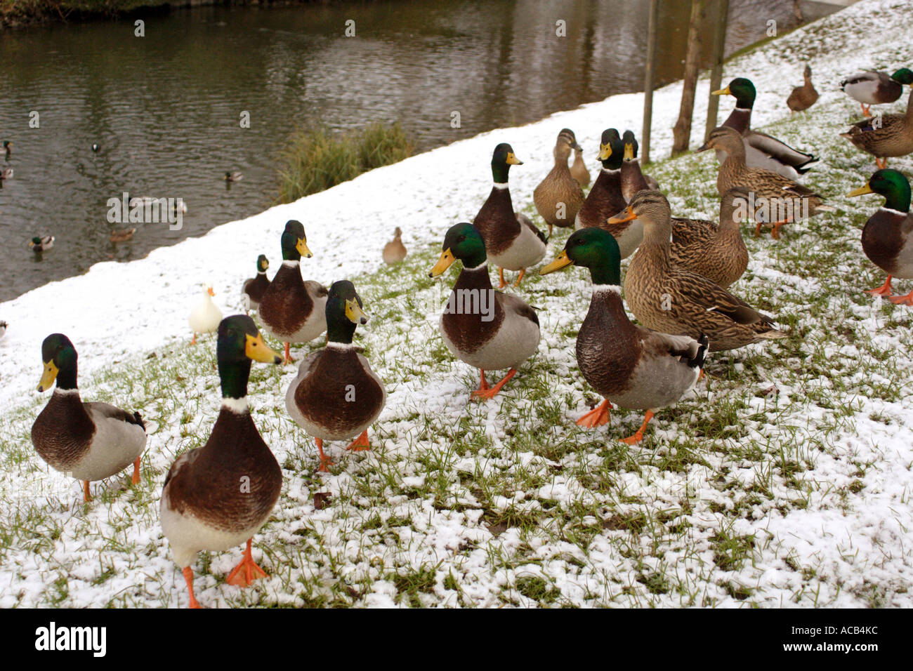 Mallards in snow, Anas platyrhynchos, UK Stock Photo - Alamy