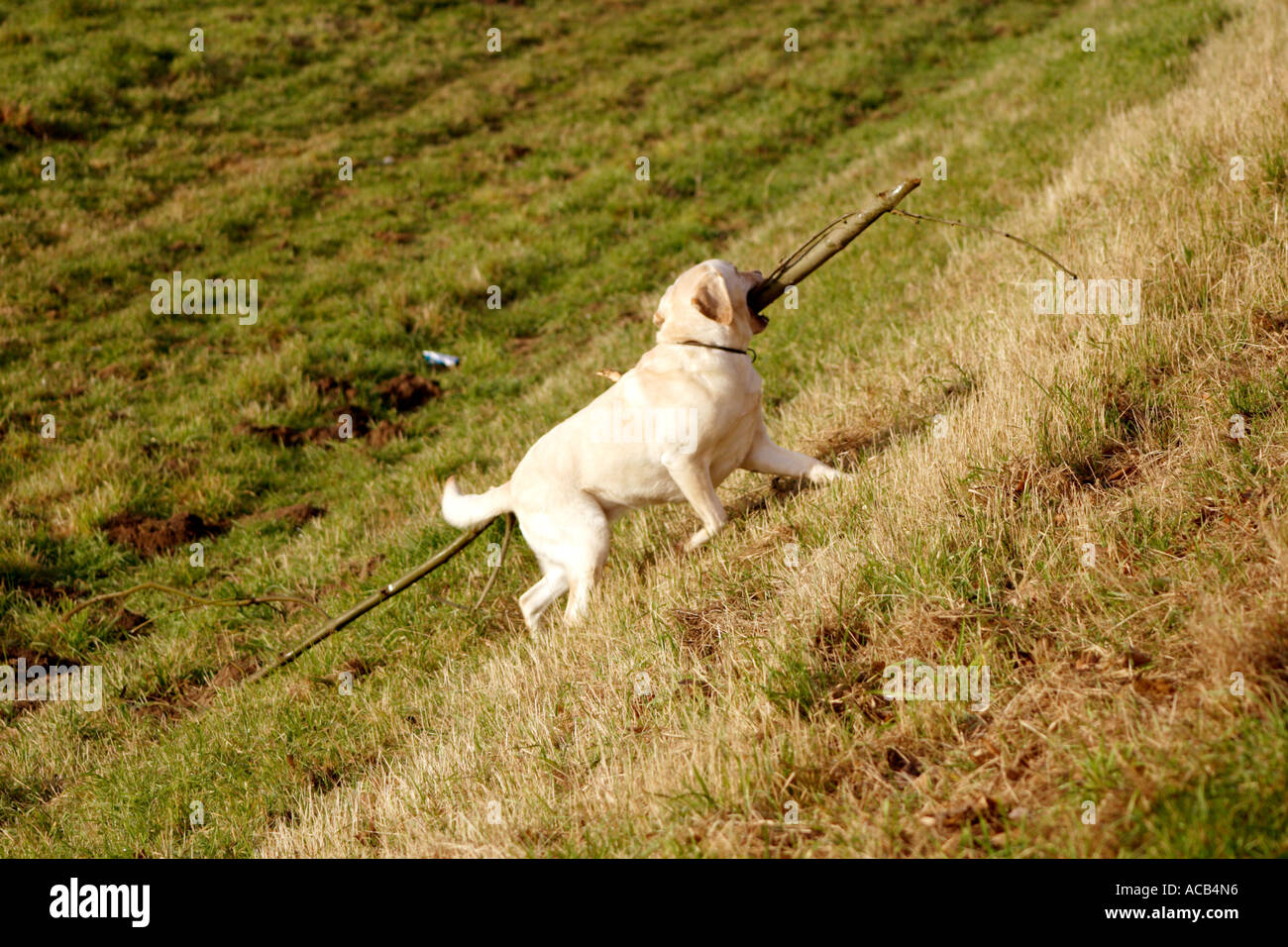 Labrador dog trying to fetch a large branch Stock Photo - Alamy