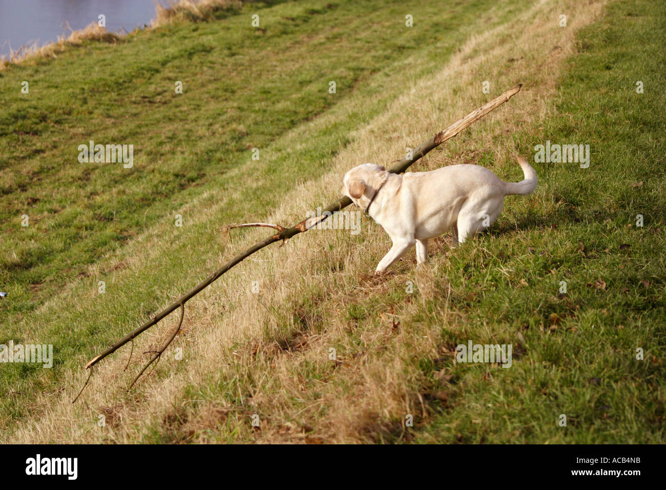Labrador dog trying to fetch a large branch Stock Photo - Alamy