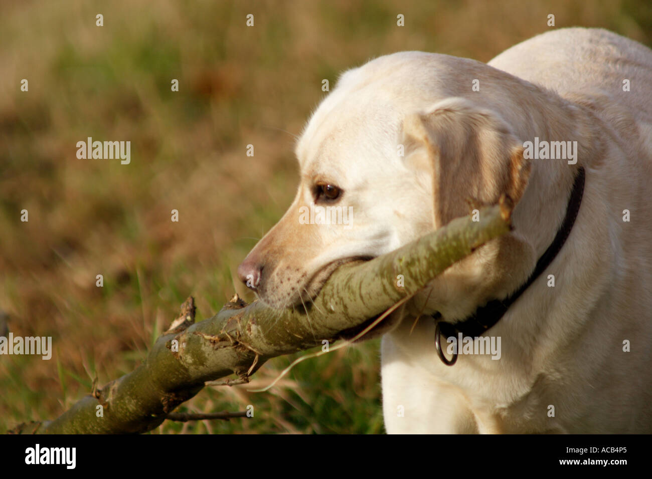 Labrador dog trying to fetch a large branch, UK Stock Photo - Alamy