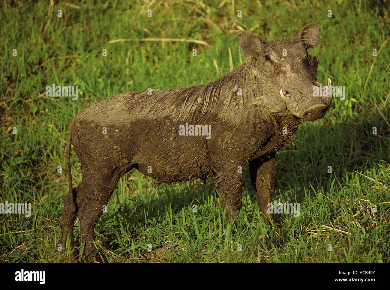 Warthog South Luangwa National Park Zambia The animal is wet and muddy ...