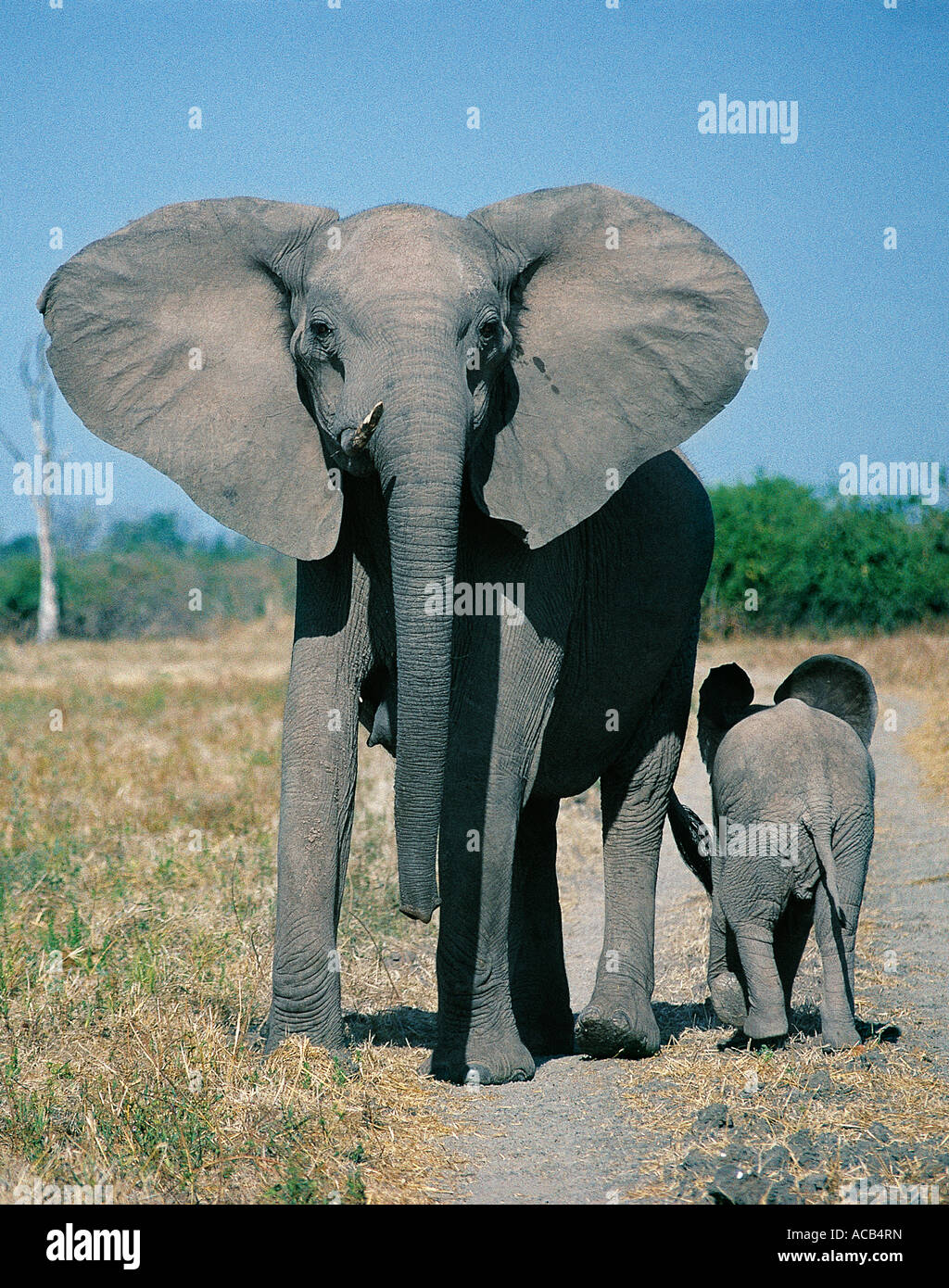 African elephant female hi-res stock photography and images - Alamy