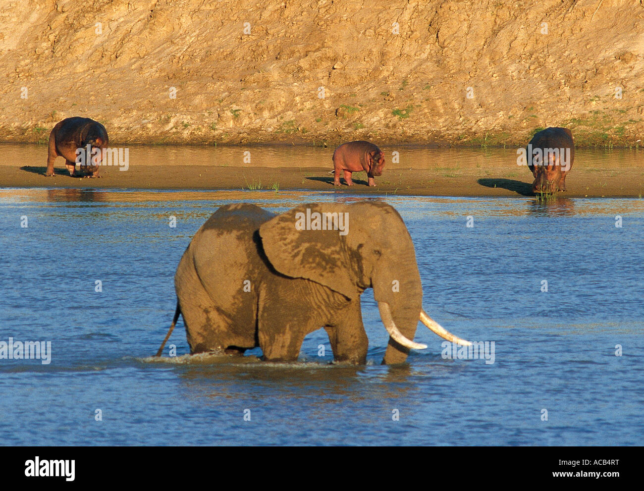 Male Elephant wading in Luangwa River with Hippos beyond South Luangwa ...