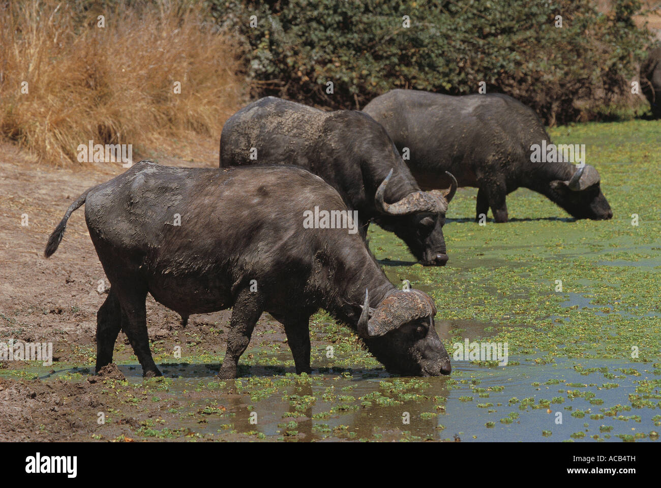 Three Male Buffalo drinking at pool South Luangwa National Park Zambia ...