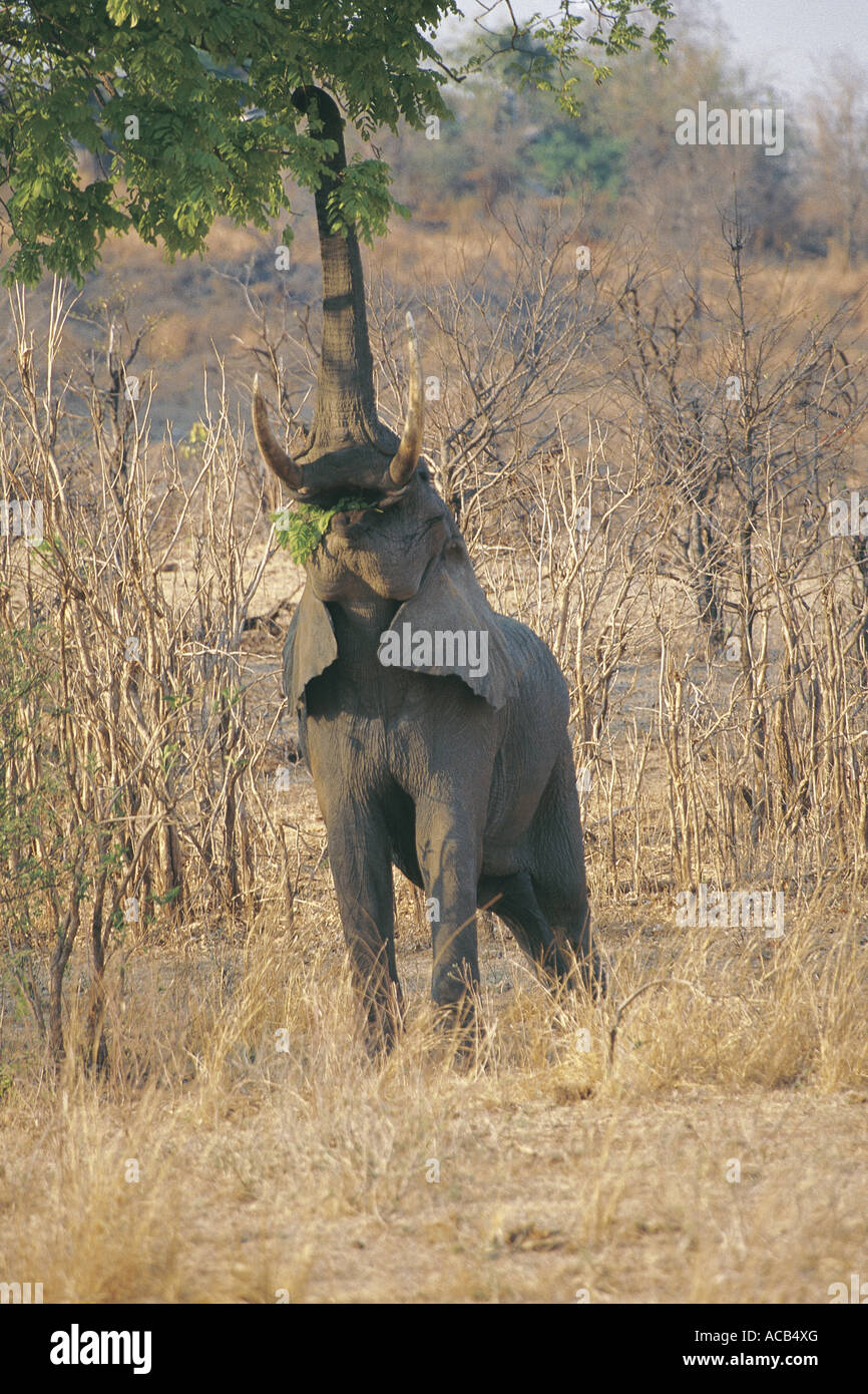 Male Elephant reaching up to browse South Luangwa National Park Zambia ...